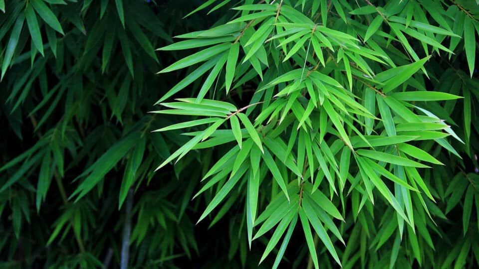 Featured Funds | Fullerton Fund Management